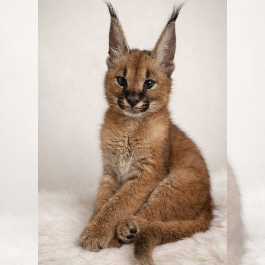 Каракет котёнок