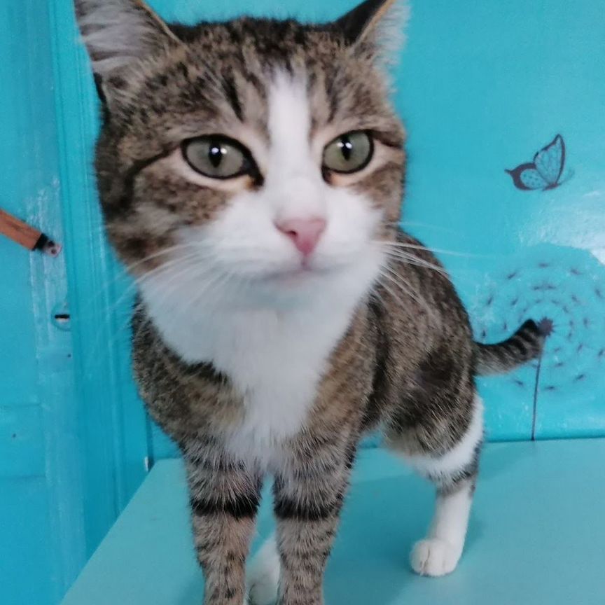 Взрослая, кошка в добрые руки