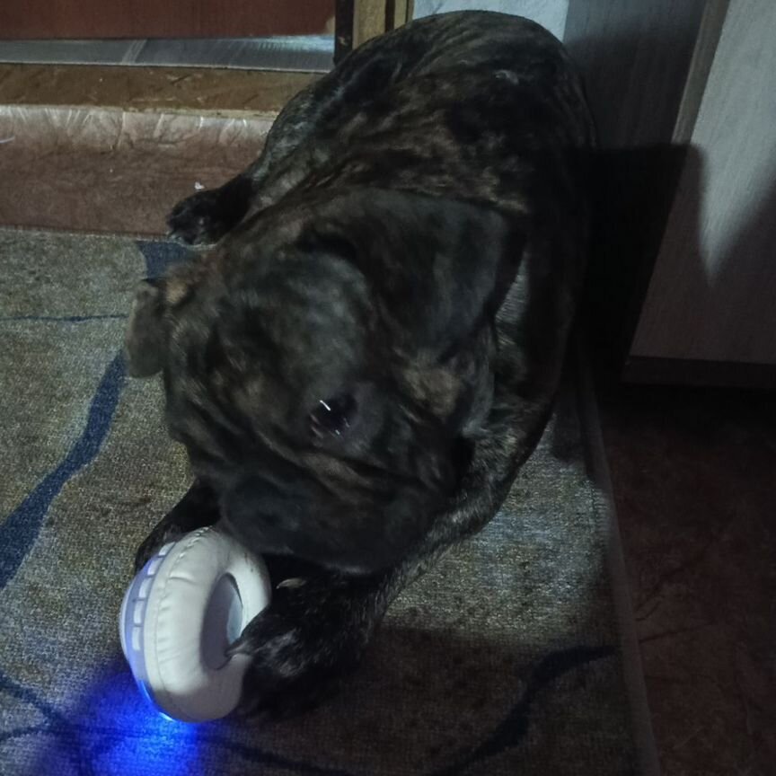 Продам французский бульдог