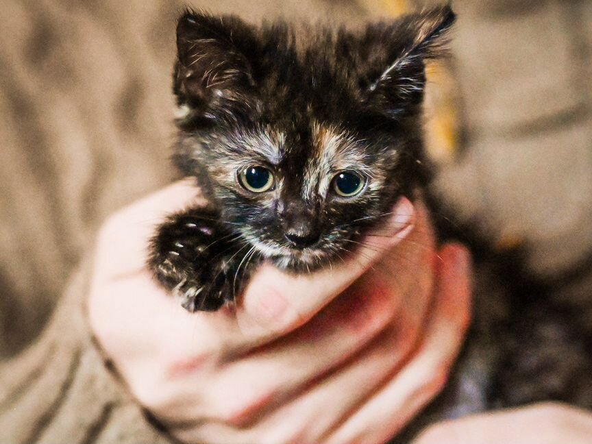 Котенок Буся, девочка 2,5 месяца в дар