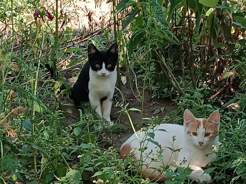 Котята в добрые руки