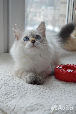 Невский котёнок