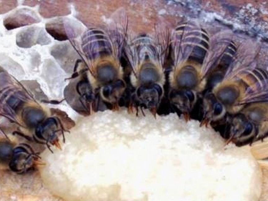 Подкормка для пчёл