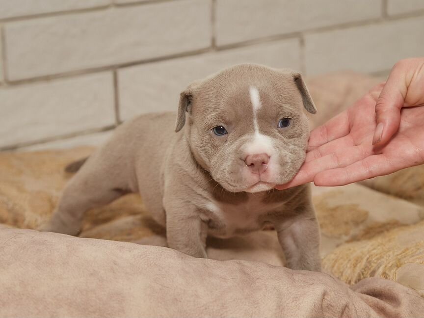 Щенки американского булли