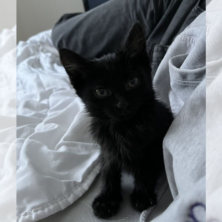 Котёнок в добрые руки