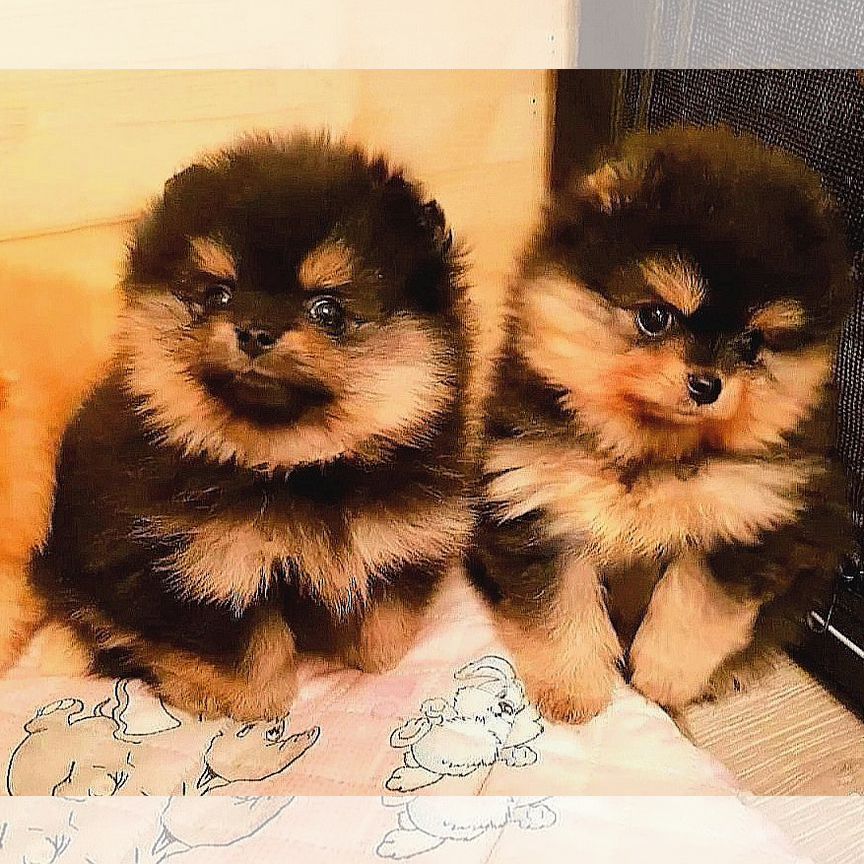 Шпицы малыши