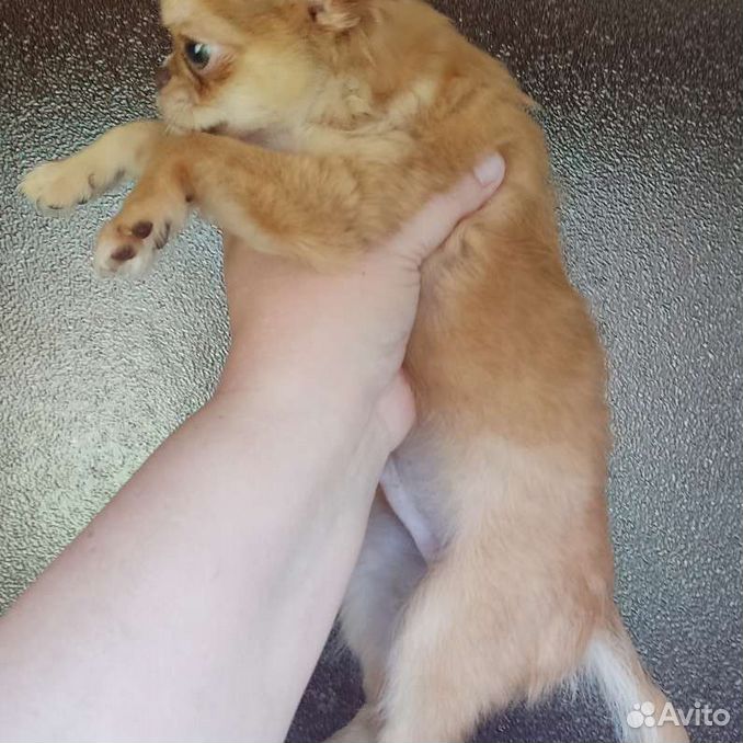 Клёвые Курносые Мордашки Чишки