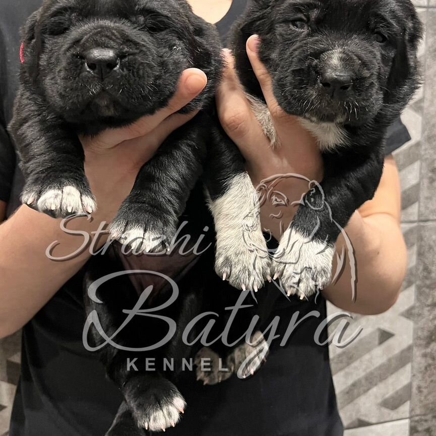 Среднеазиатская овчарка, щенок