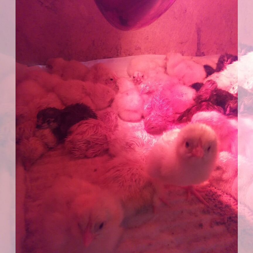 Цыплята от домашних курочек