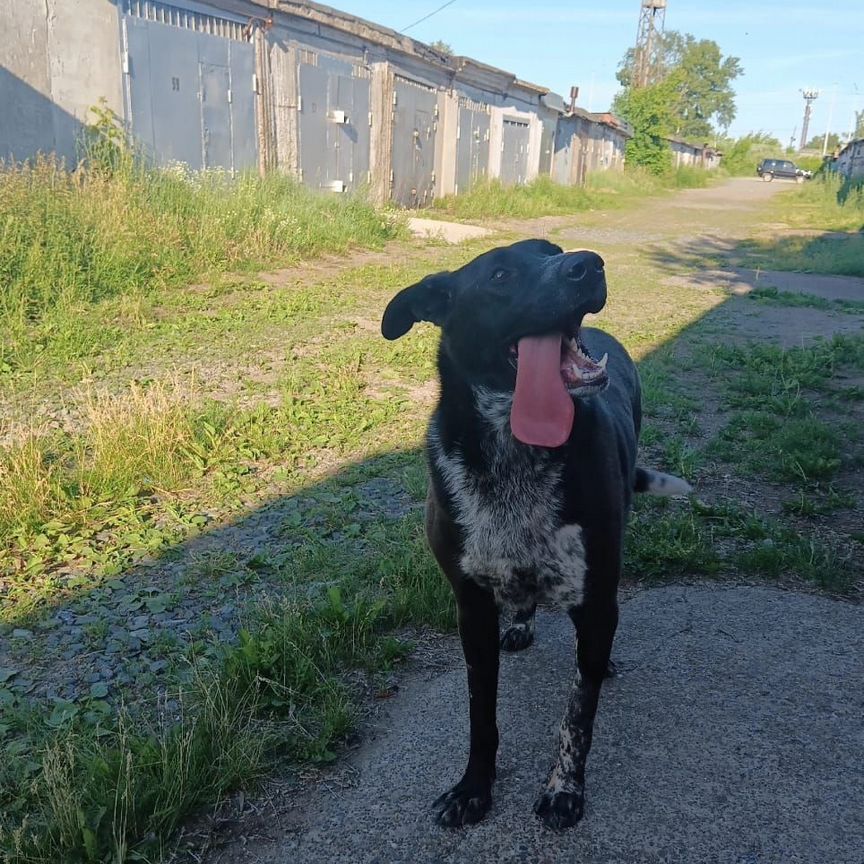 В добрые руки