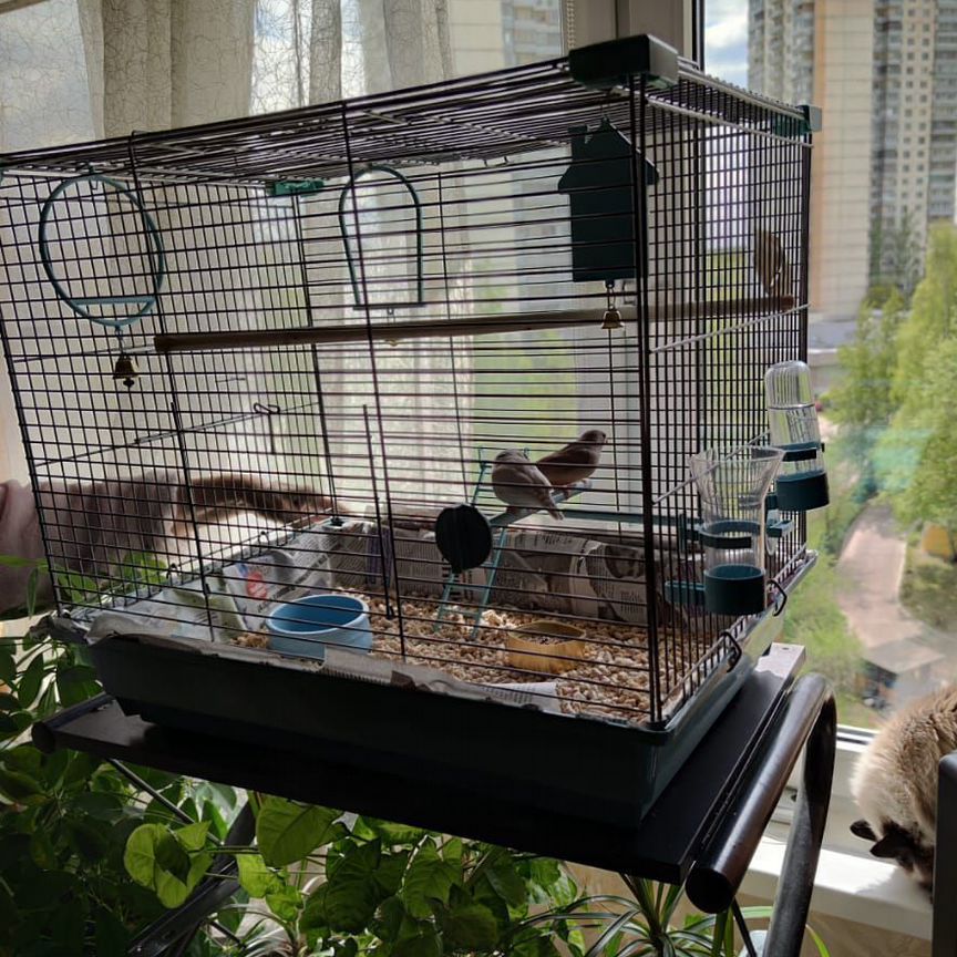 Зебровые амадины