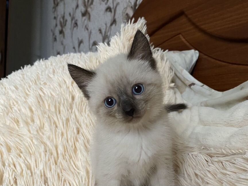 Котята в добрые руки бесплатно