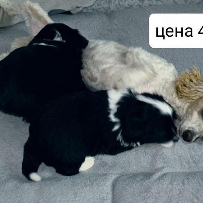 Маленькие пушистые щеночки