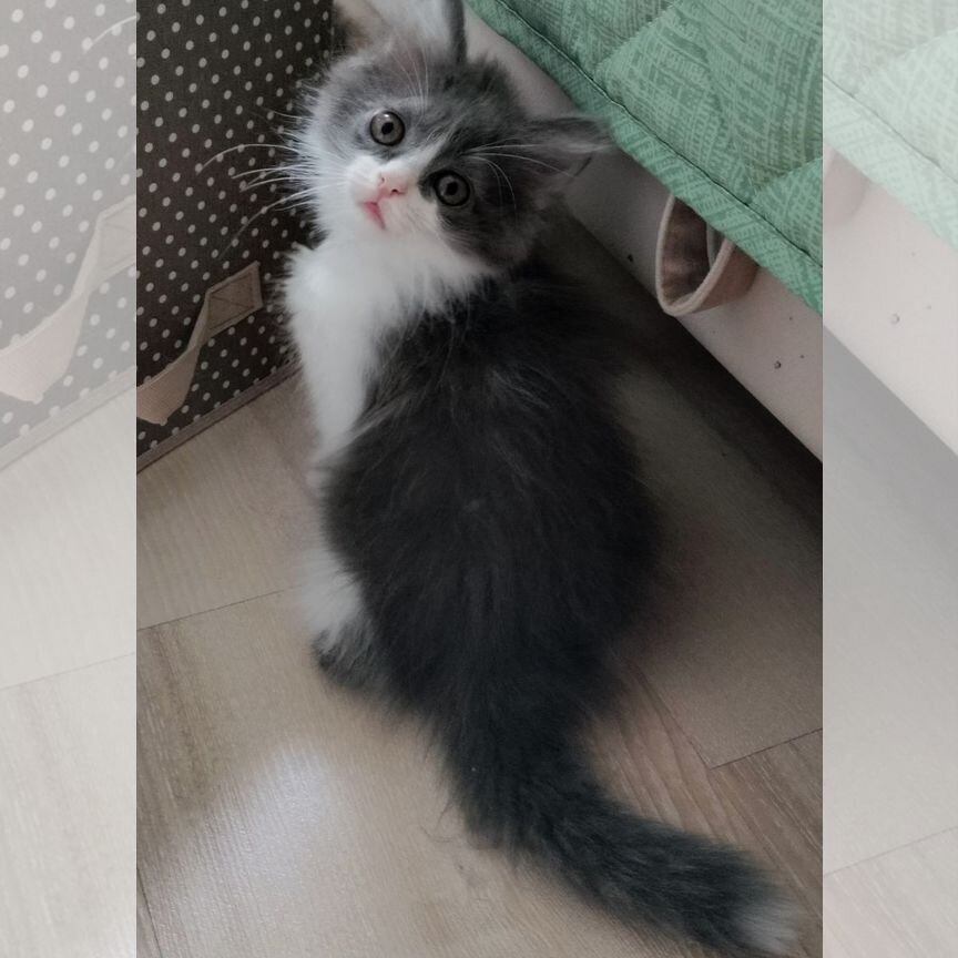 Отдам только в добрые руки котенка (кошечка)