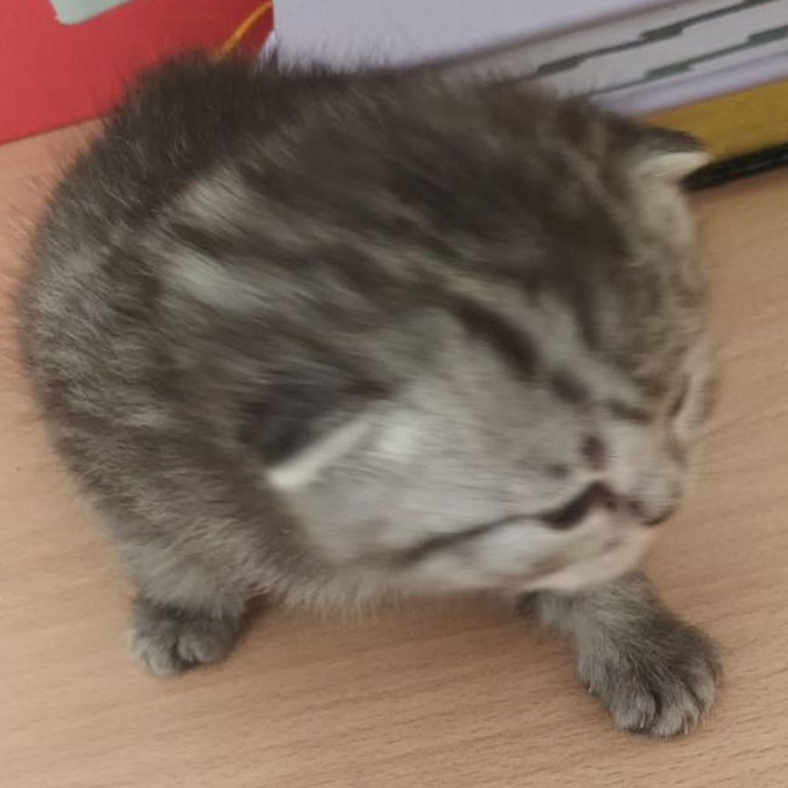 Шотландские прямоухие котята