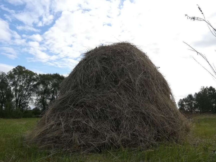 Сено для животных