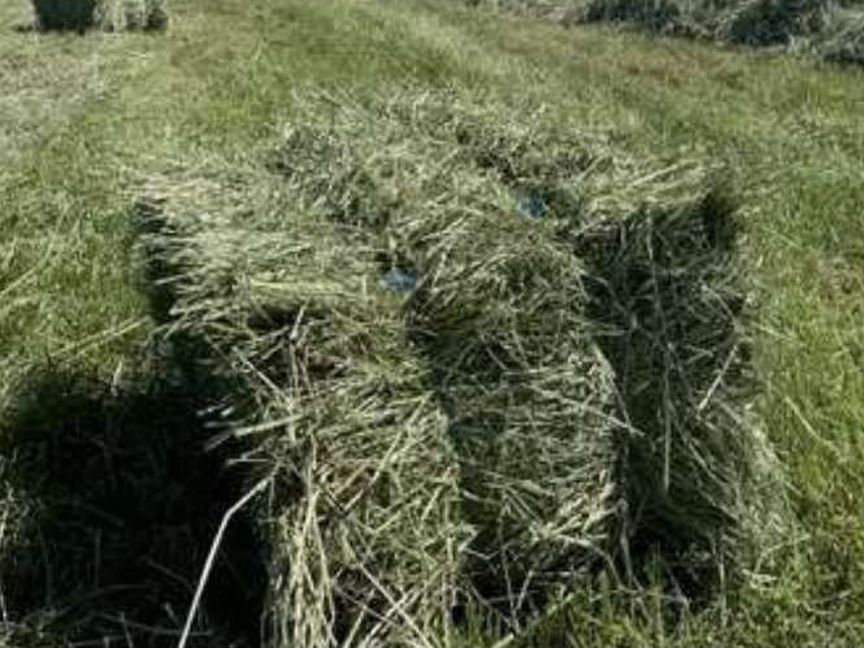 Сено в тюках