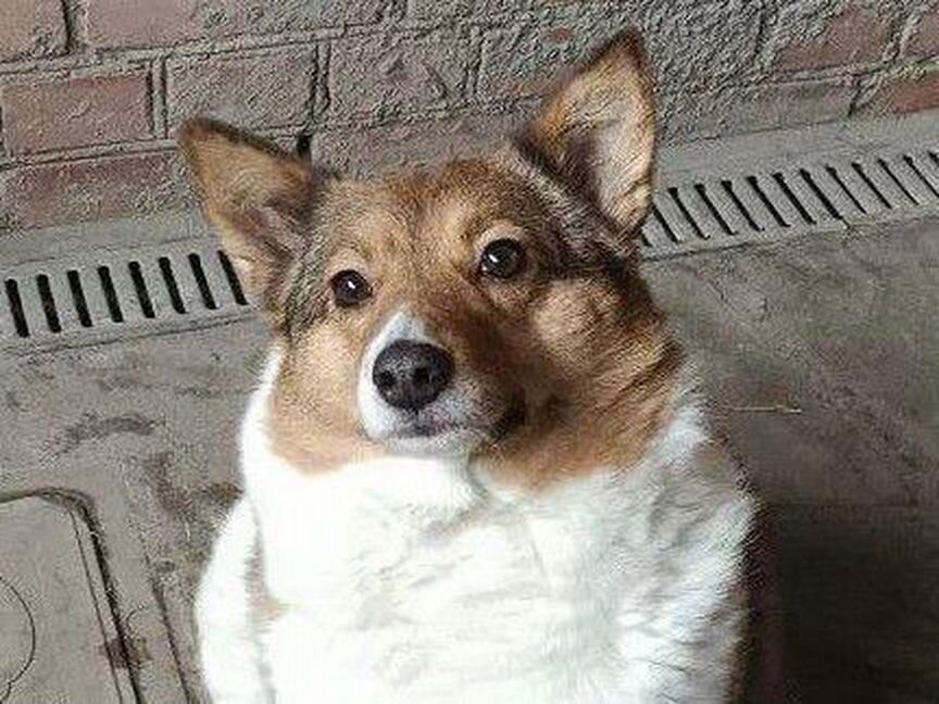 Добрая собачка в хорошие руки