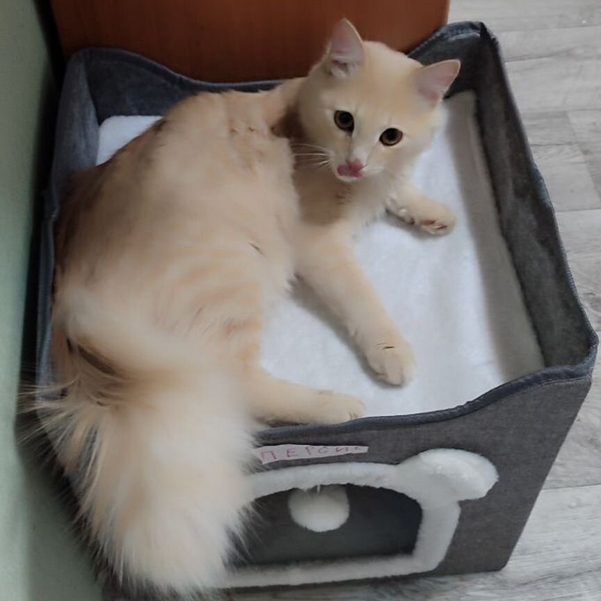 Взрослый кот в добрые руки