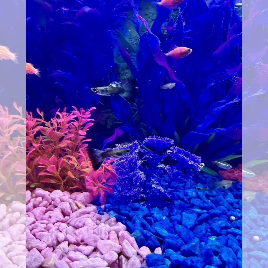 Гуппи темный малахит