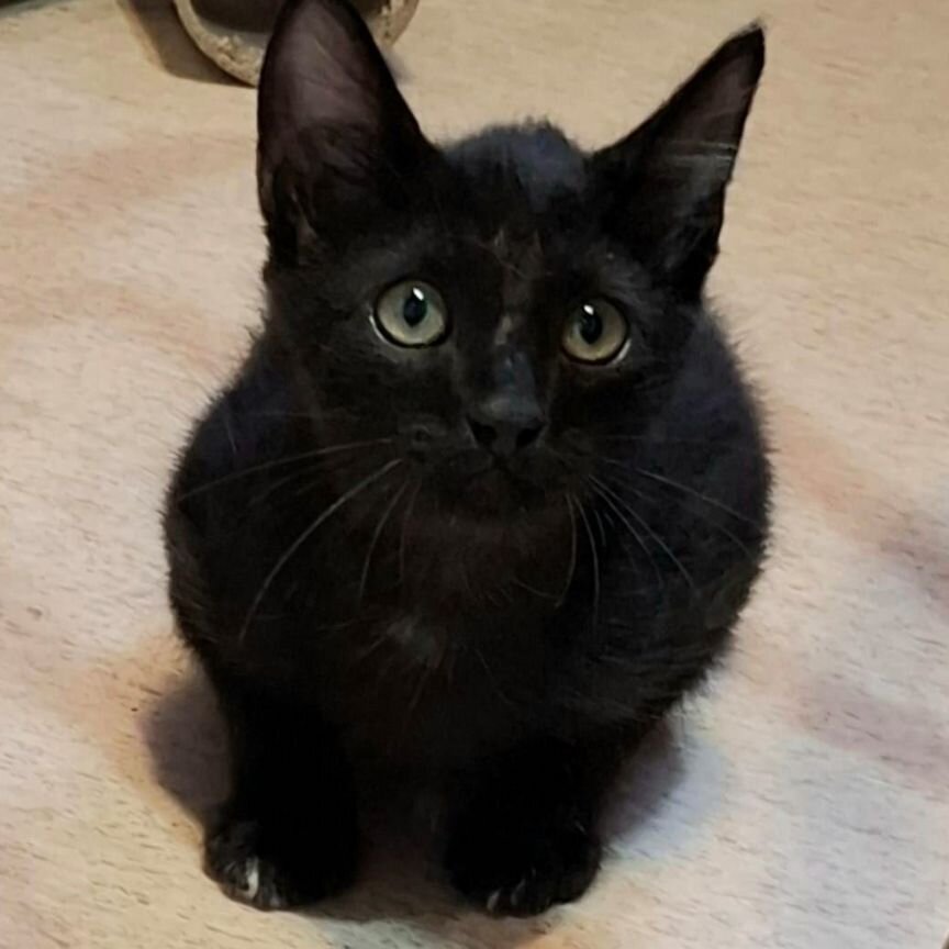 Котенок 2 мес дев