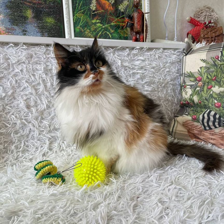 Пуша ищет дом