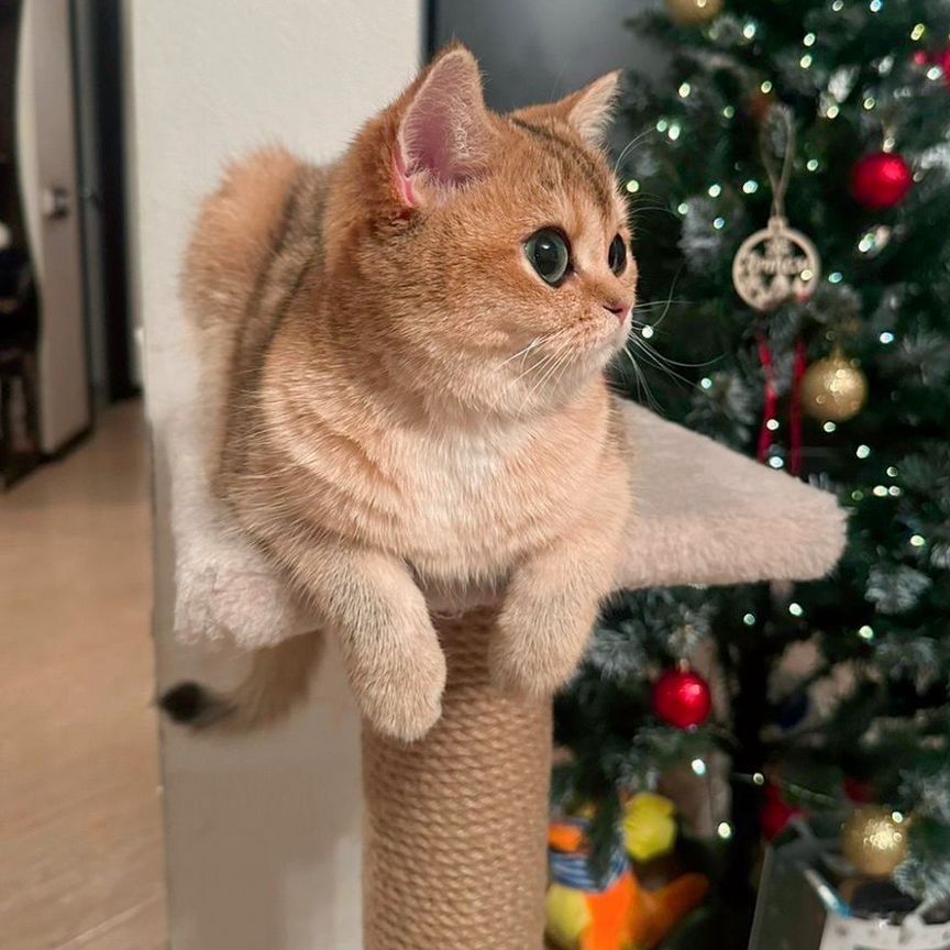 Кошечка золотая шиншилла