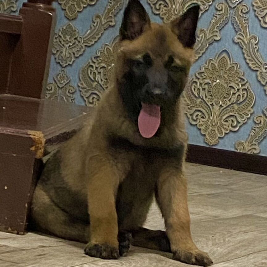 Щенки бельгийской овчарки