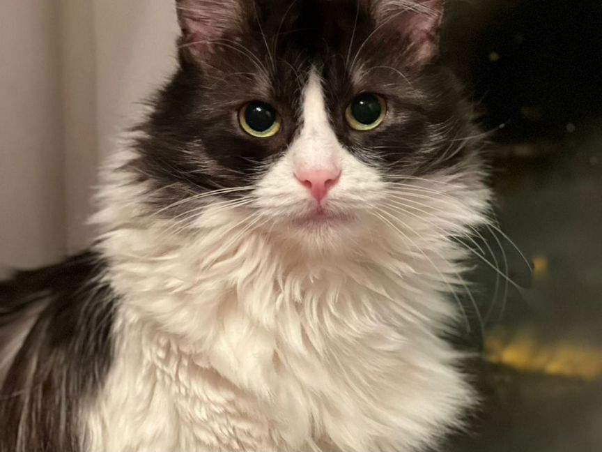 Белочка мечтает о доме