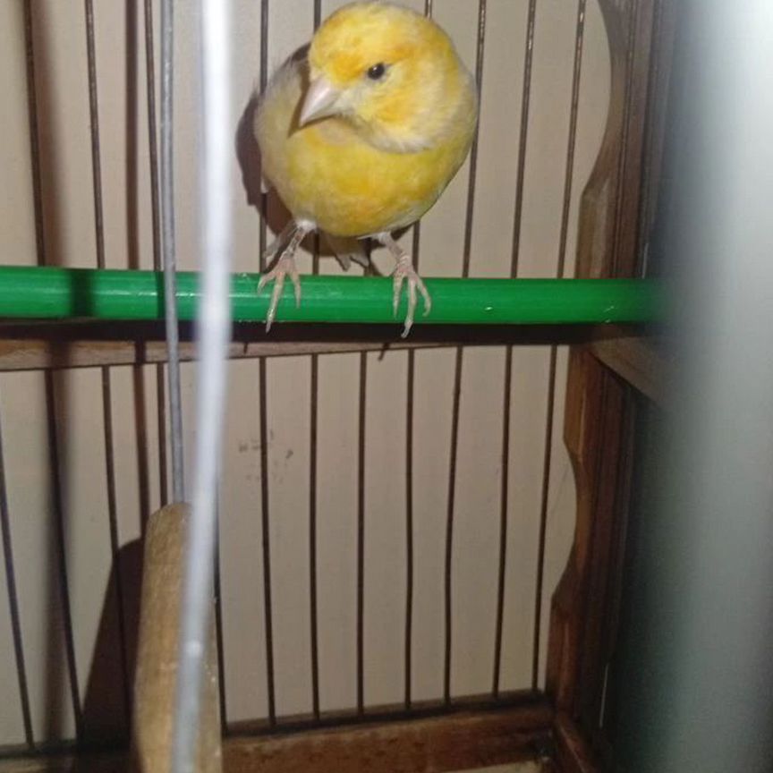 Кенар