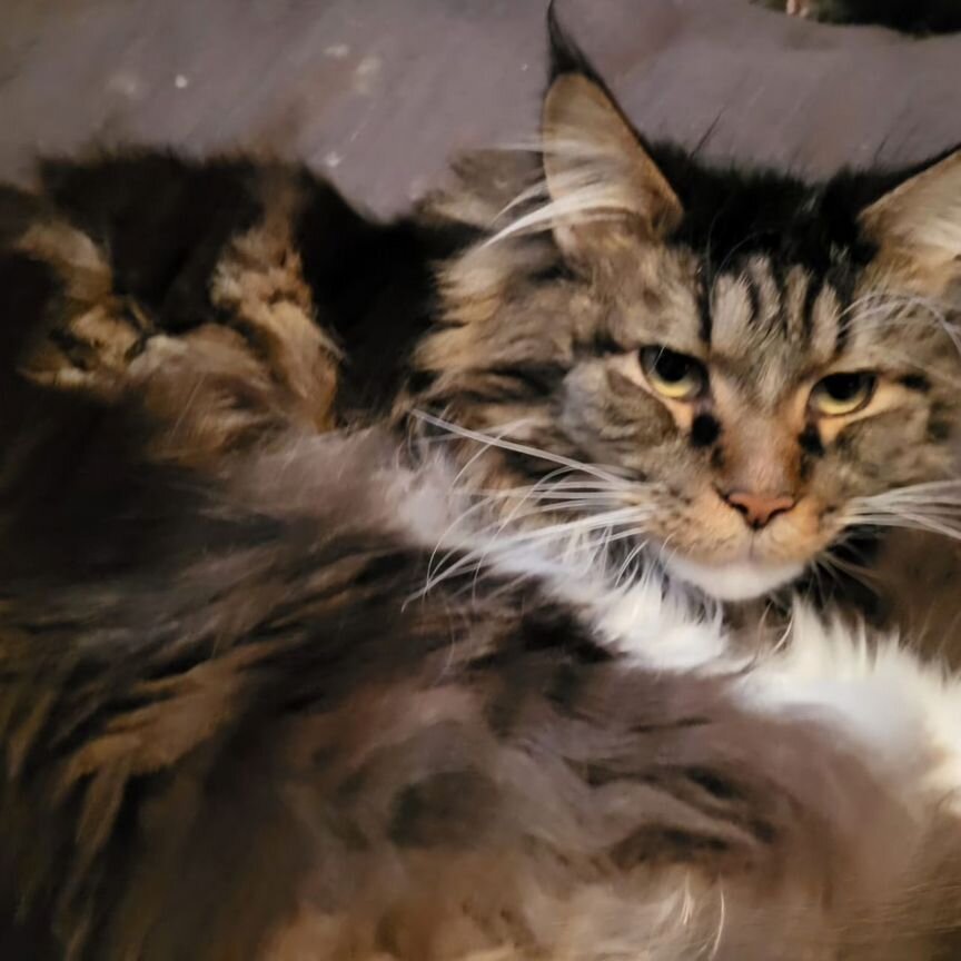 Отдам кота Мейн-куна