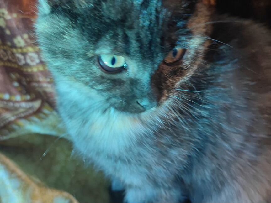 Котенок Котёночек котенка