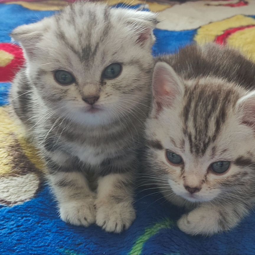 Шотландские