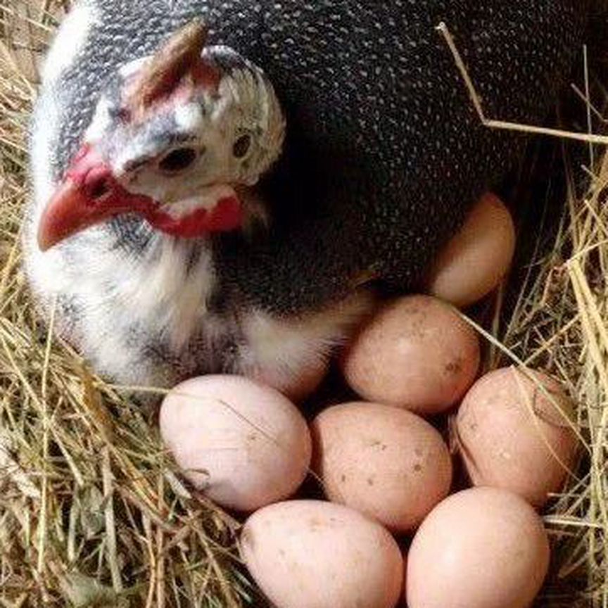 Инкубационное яйцо цесарки