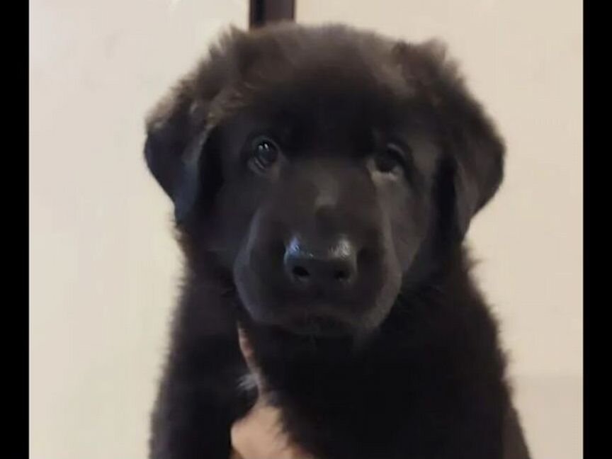 Щенки немецкой овчарки черные