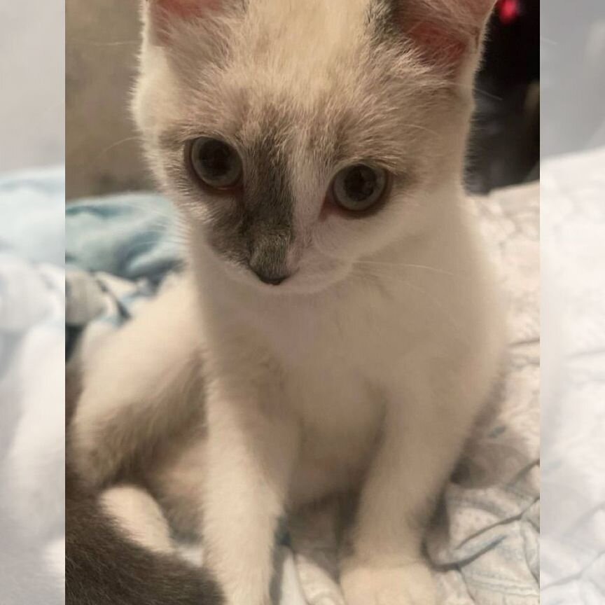 Отдам в добрые руки котенка