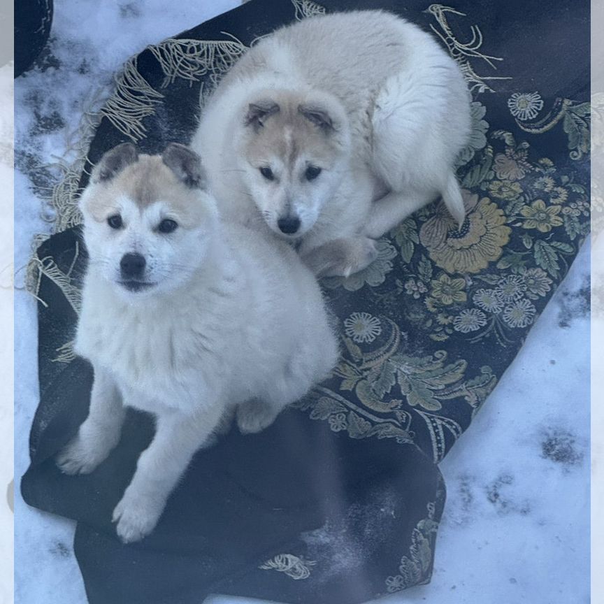 Западносибирская лайка, щенок