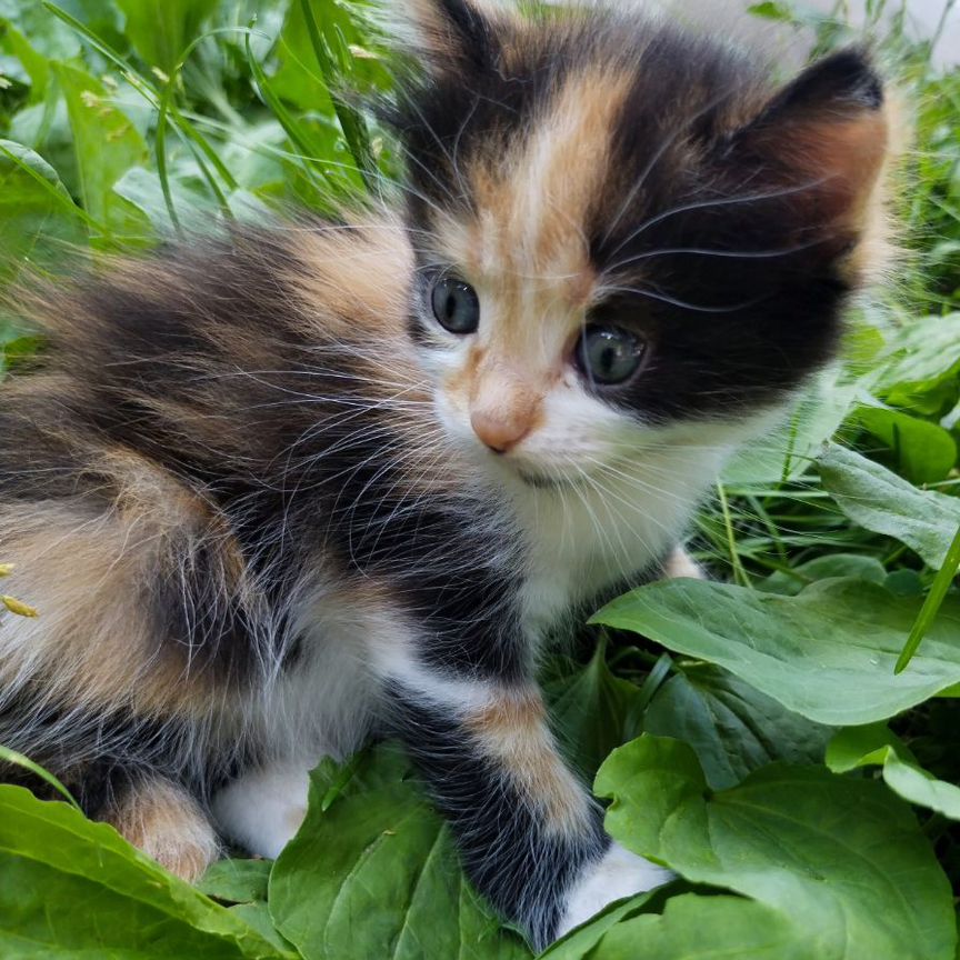 Лечебная кошка