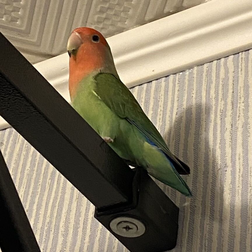 Попугай неразлучник