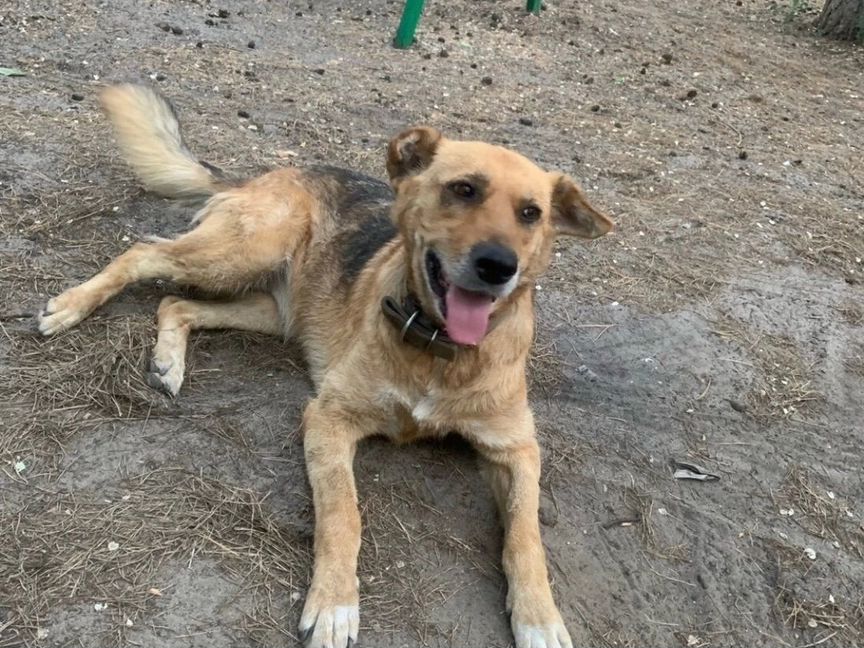 Собака в добрые руки