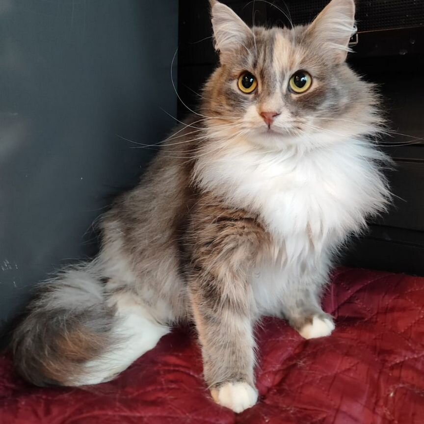 Котенок кошечка