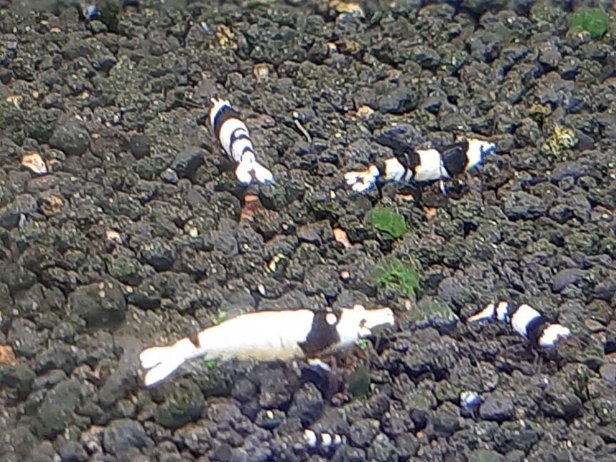 Креветки кристаллы PBL