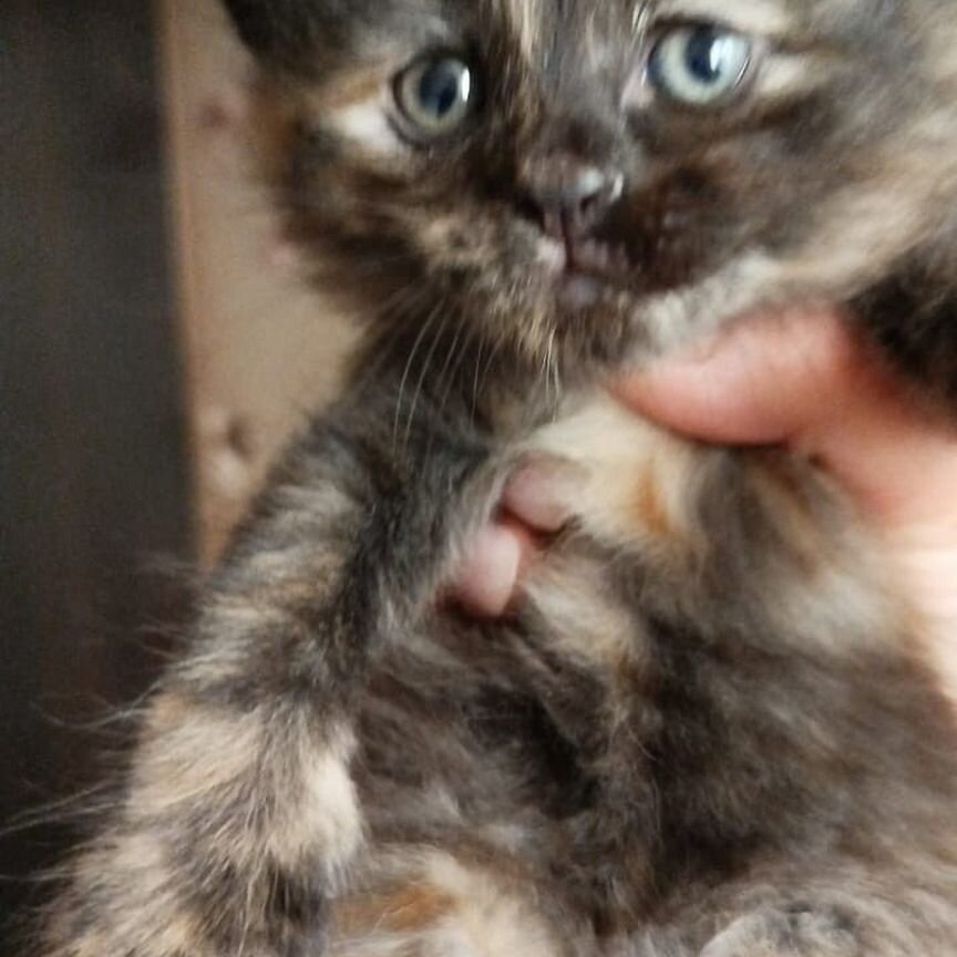 Котята бесплатно