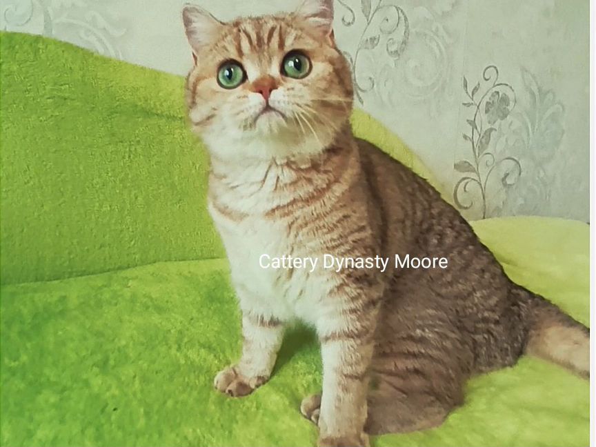 Кошка в добрые руки