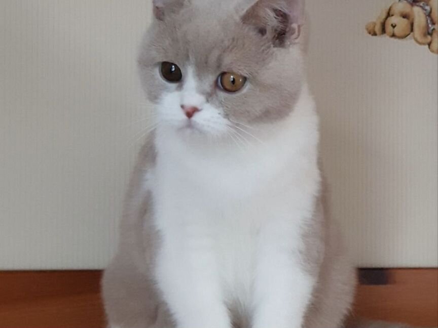 Британские котята
