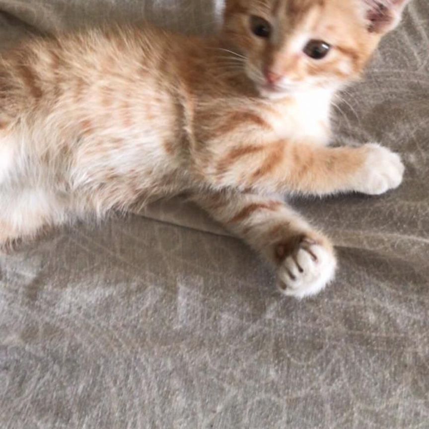 Котенок