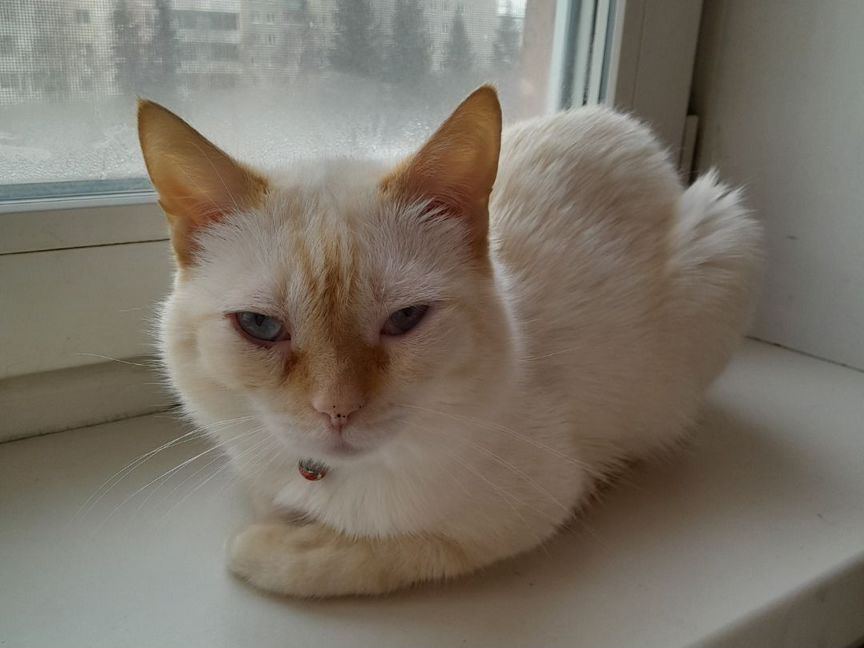 Кот