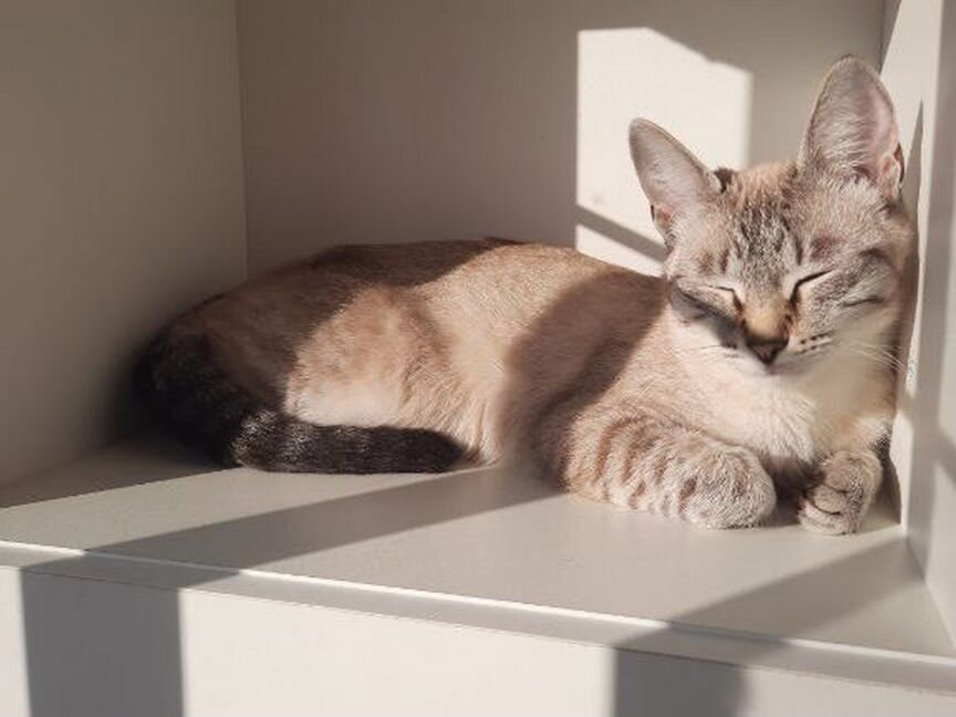 Кошка в дар