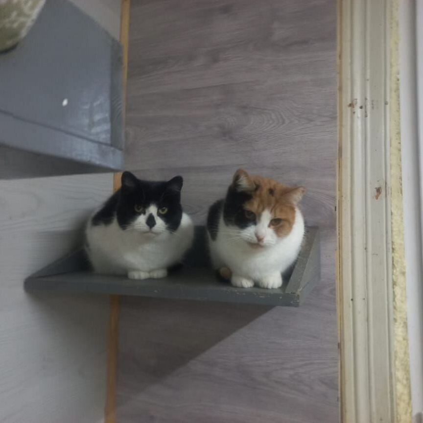 Котики из приюта ищут дом