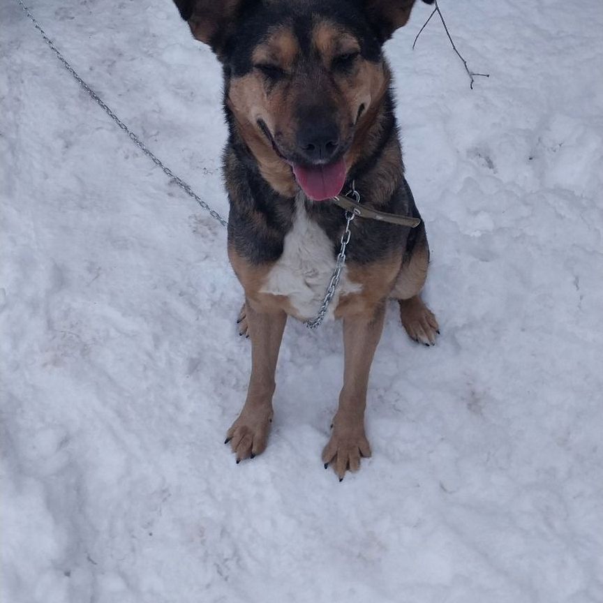 Собака компаньон